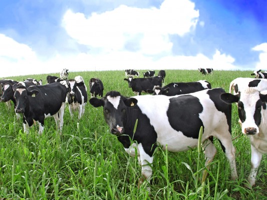 Chipotle's Webseries 'Farmed and Dangerous'