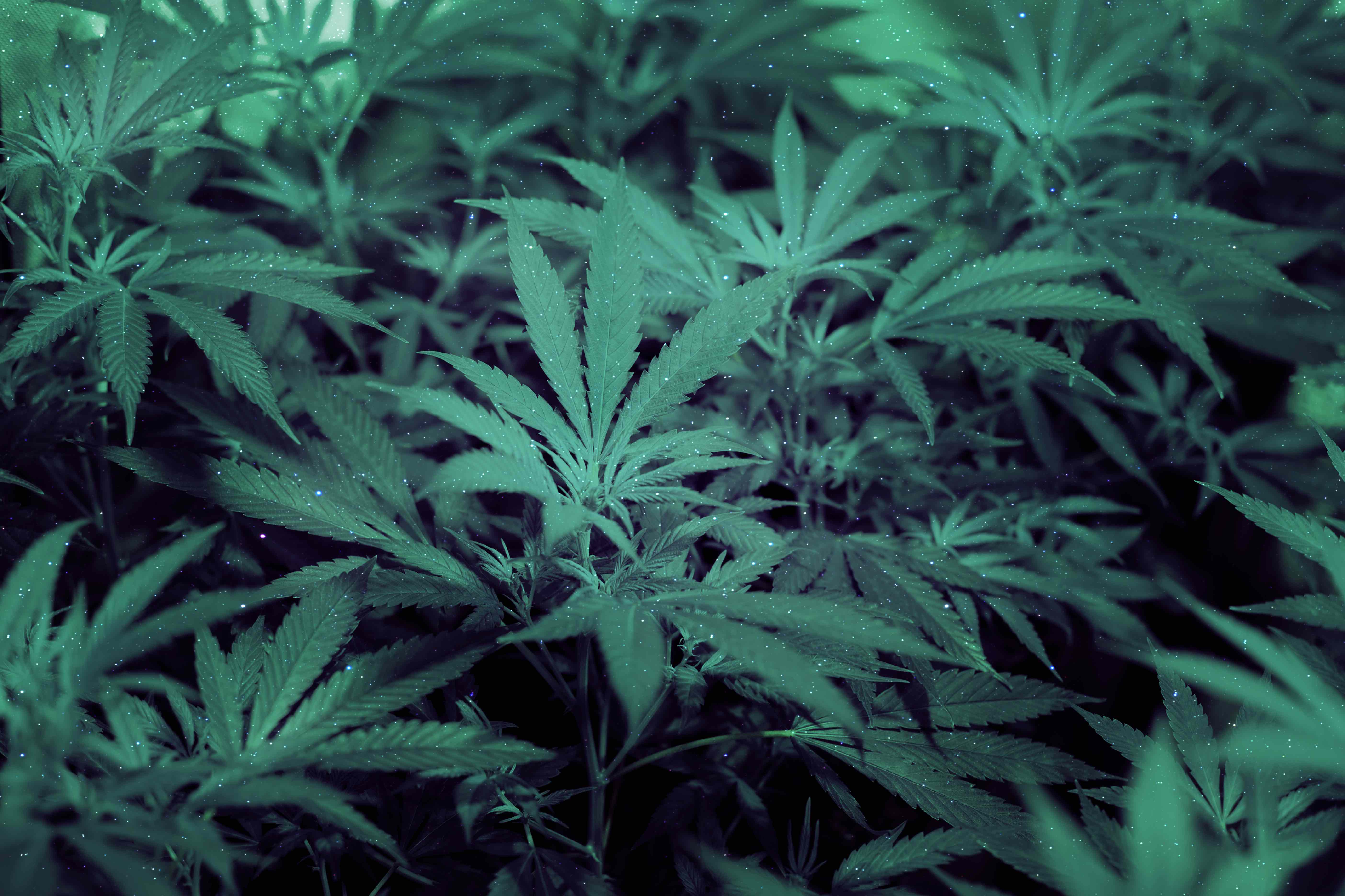 Behind the “M Word”: The Forgotten Trans-Border History of Marijuana
