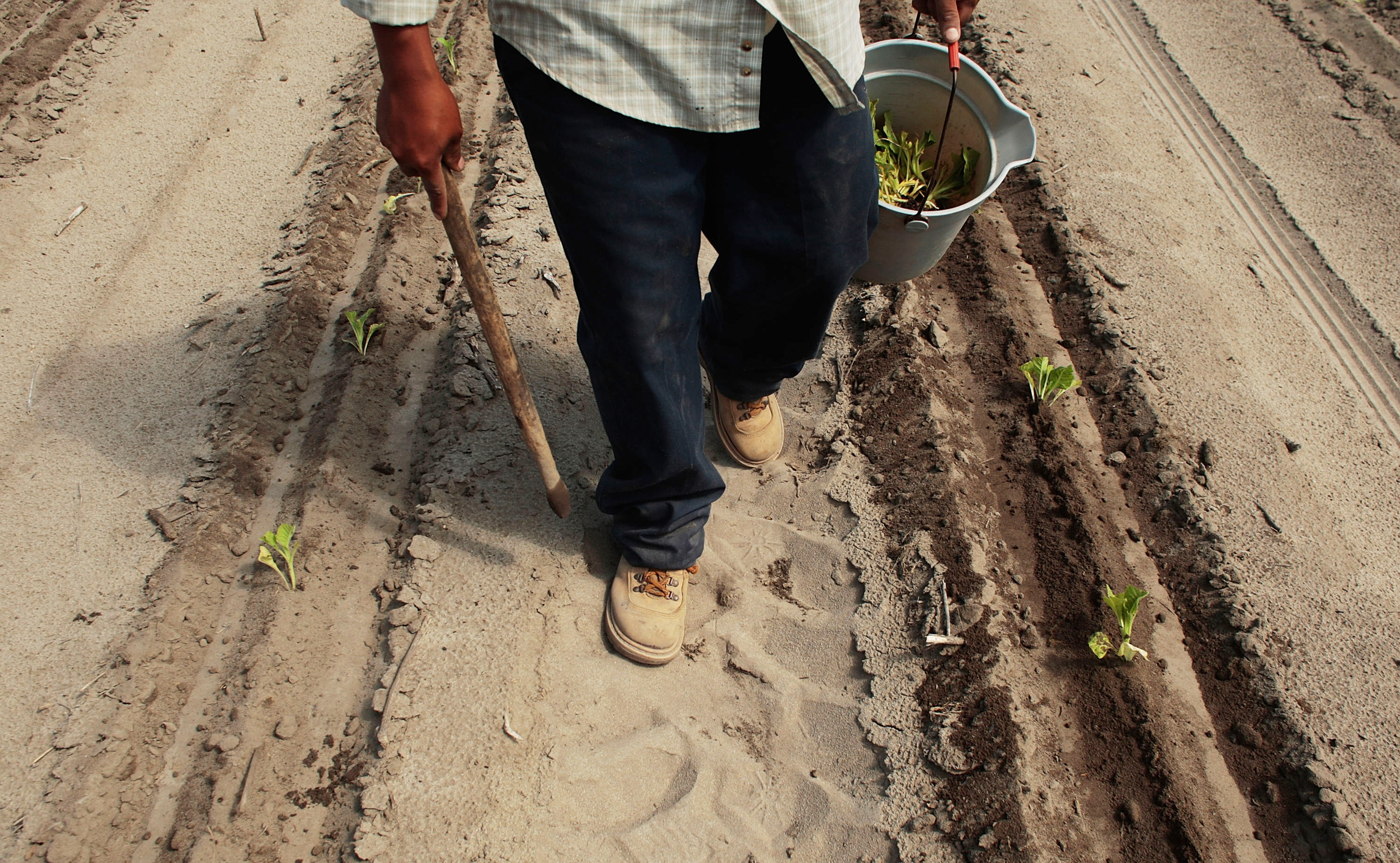 Farmworker Bill to Give Legal Status to Agriculture Workers Passes House