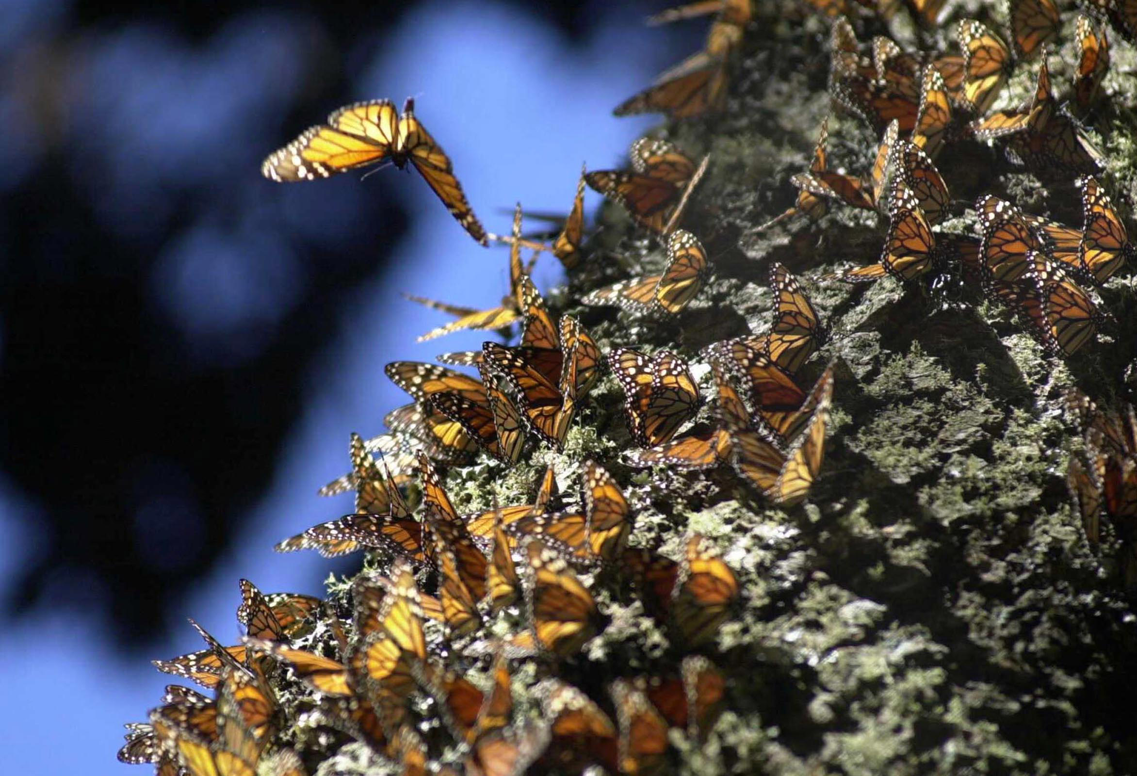 Climate Change Poses a Threat to the Treasured Monarch Butterflies