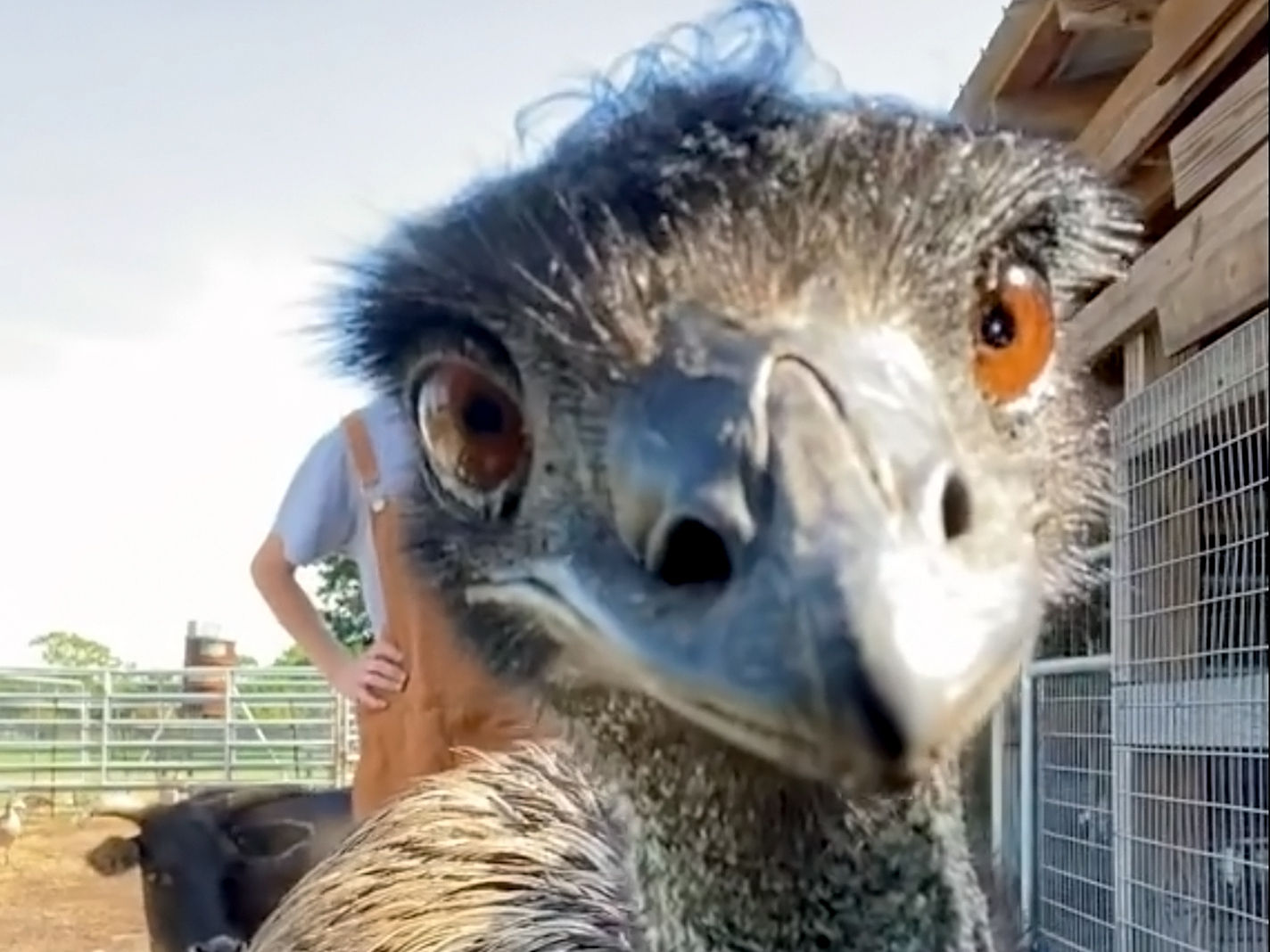 Meet Emmanuel Todd Lopez, the Scene-Stealing Emu Who’s Recently Gone Viral