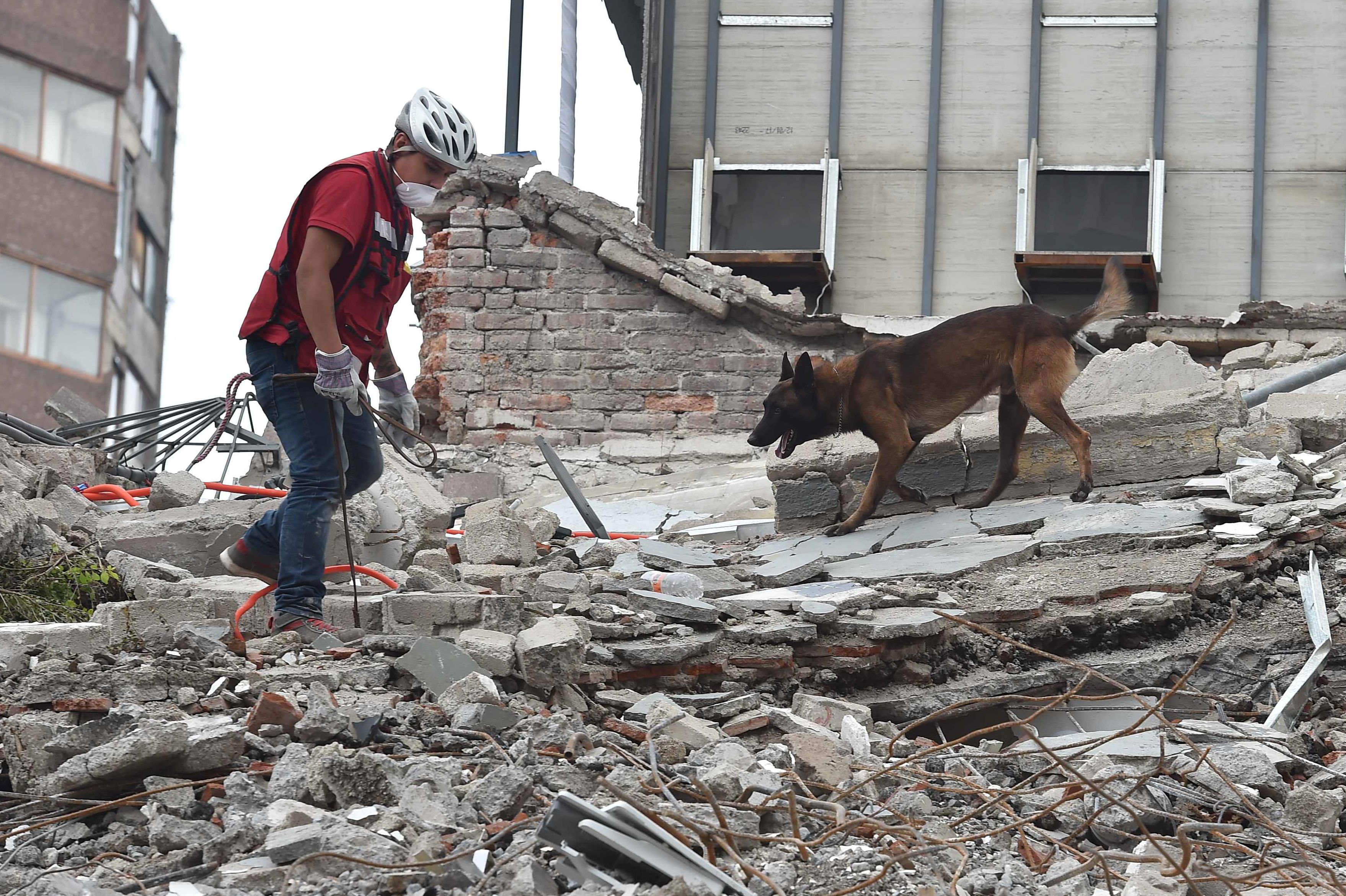 Mexico Mourns Death of Proteo, a Rescue Dog Saving Lives in Turkey