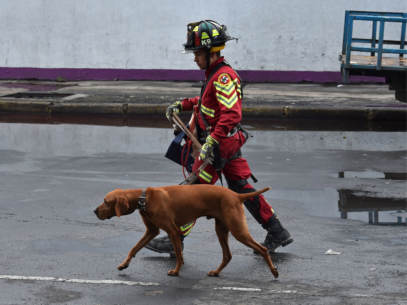 Mexico Sends Beloved Rescue Dogs to Help with Turkey Earthquake