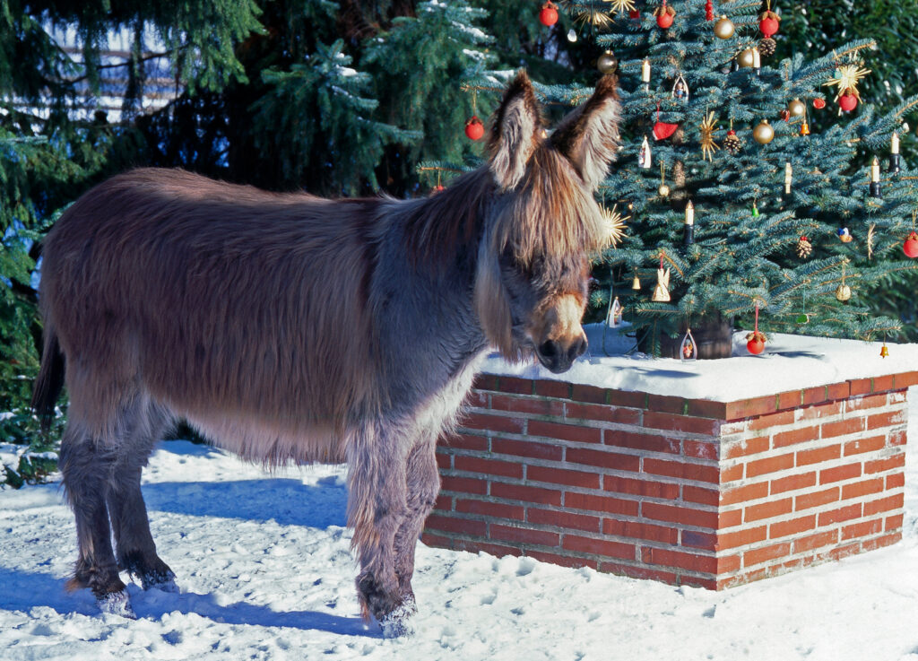 Did You Know ‘El Burrito de Belén’ Is Not a Mexican Song?